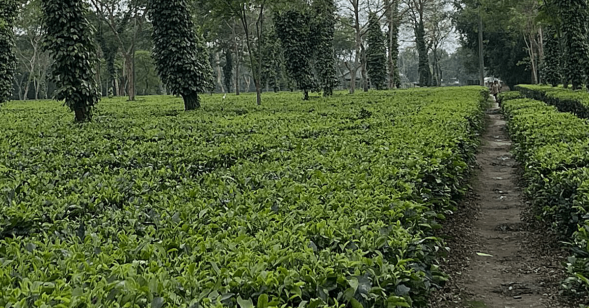 Enhancing Quality Of Tea- Harley Humidikool